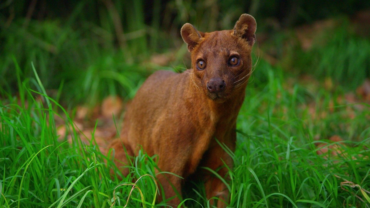 Madagascar Tortoise and Fossa & SA Estuaries - Kids Safari (Series 1 ...