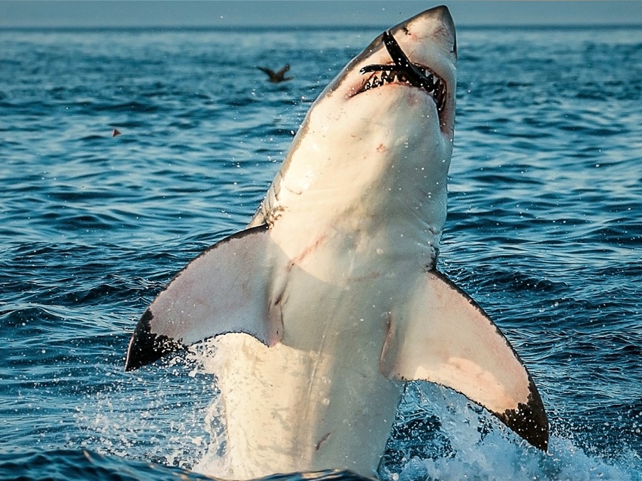 Air Jaws: Ultimate Breach Off - Apple TV