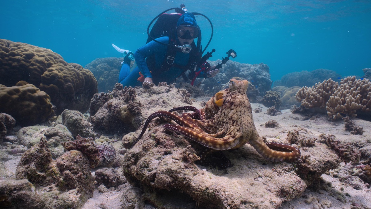 Shapeshifters - Secrets of the Octopus (Series 1, Episode 1) - Apple TV ...