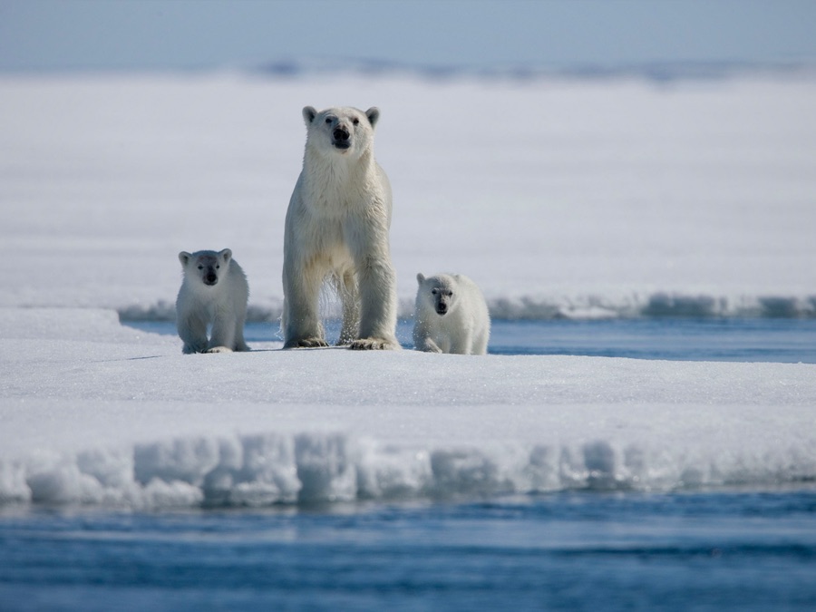 Arctic Tale - Apple TV