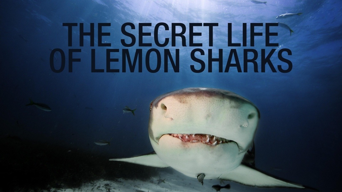 ‎The Secret Life of Lemon Sharks - Apple TV