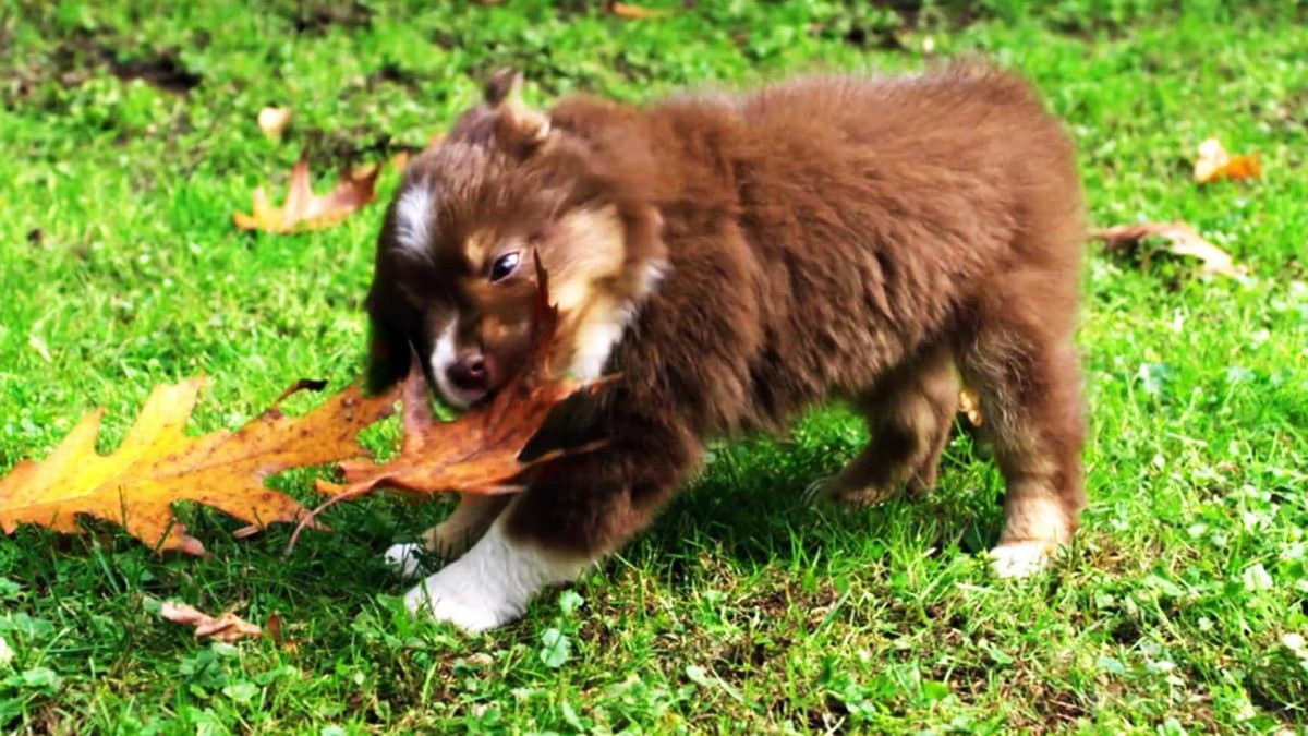 Ragdolls, Burmeses et Sphynx - Too Cute (saison 2, épisode 5) - Apple ...