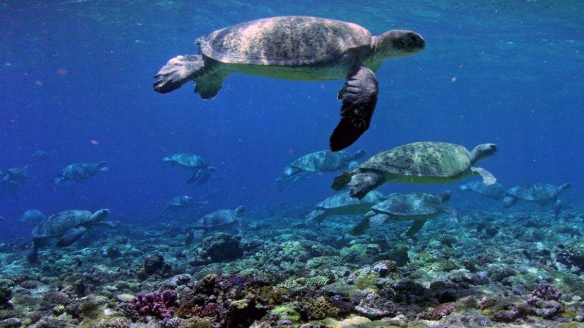 The Fight for the Great Barrier Reef - Apple TV (CA)