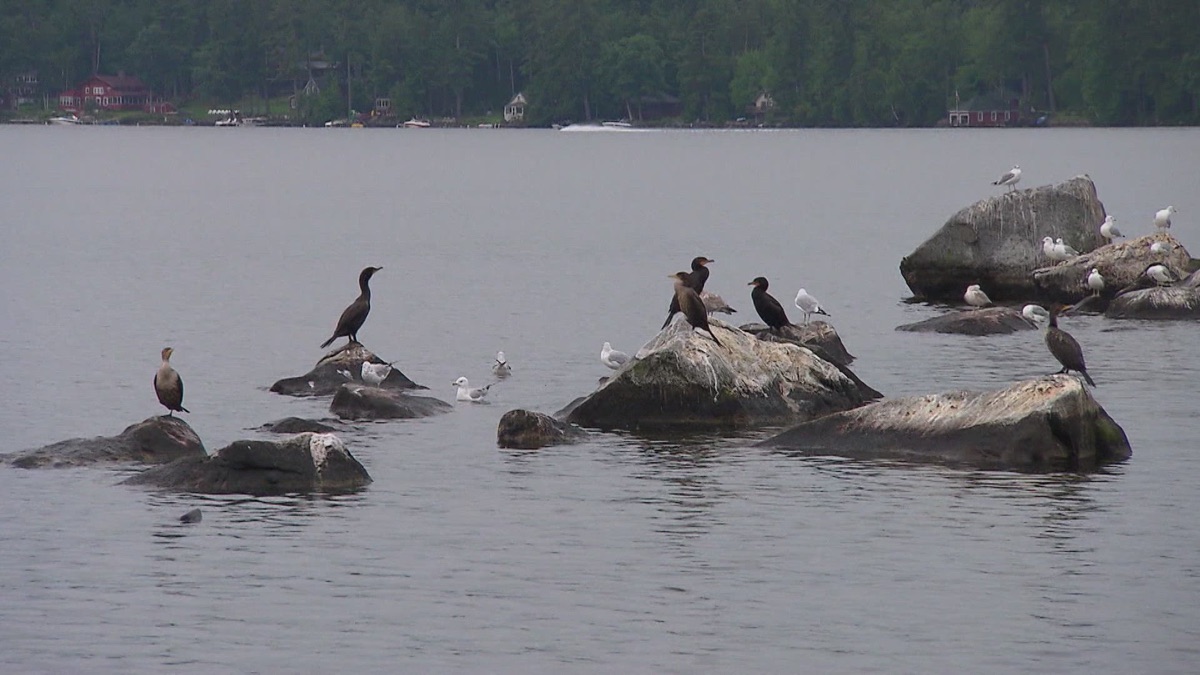 ‎MLF All Angles - Jim Bog Lake, Tim Bob Lake – Major League Fishing All ...