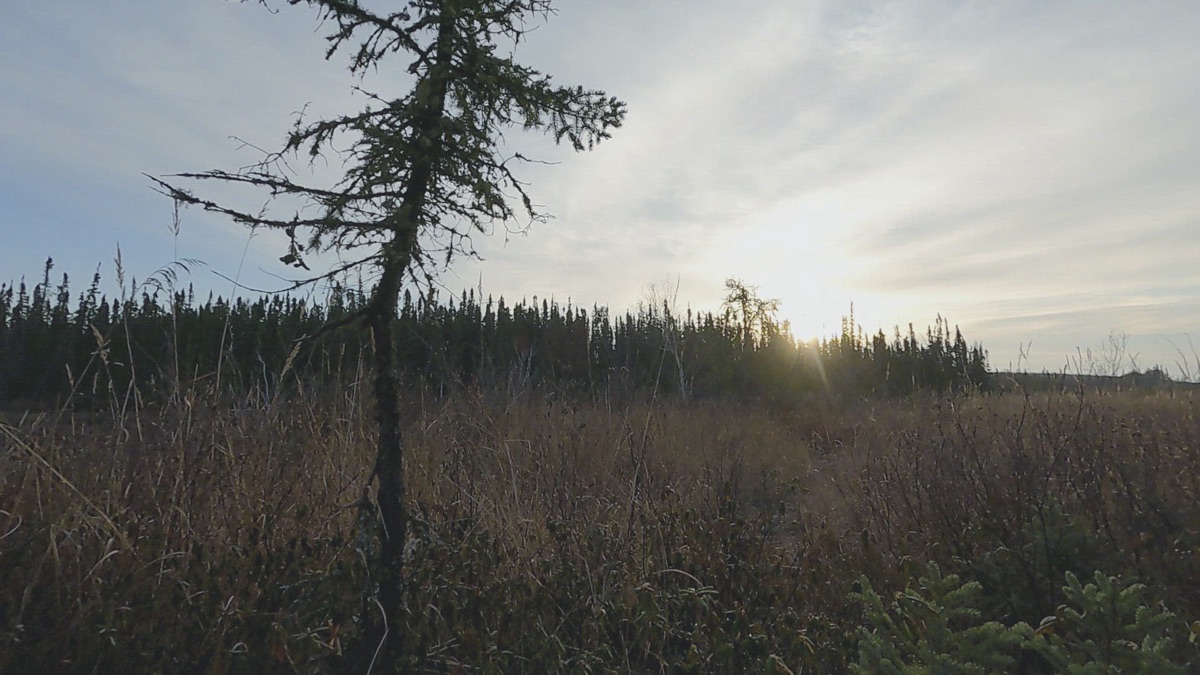 Contrecoup - Alone : les survivants (saison 10, épisode 7) - Apple TV (FR)