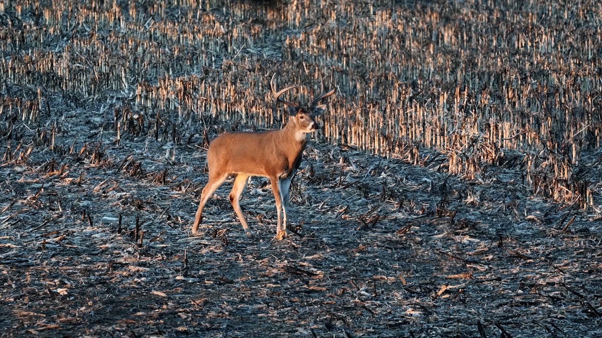 Campbell's Muzzleloader Tradition - HeadHunters TV (Season 13, Episode ...