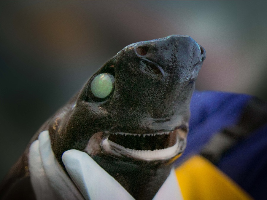 Alien Sharks II: Return to the Abyss - Apple TV (ES)