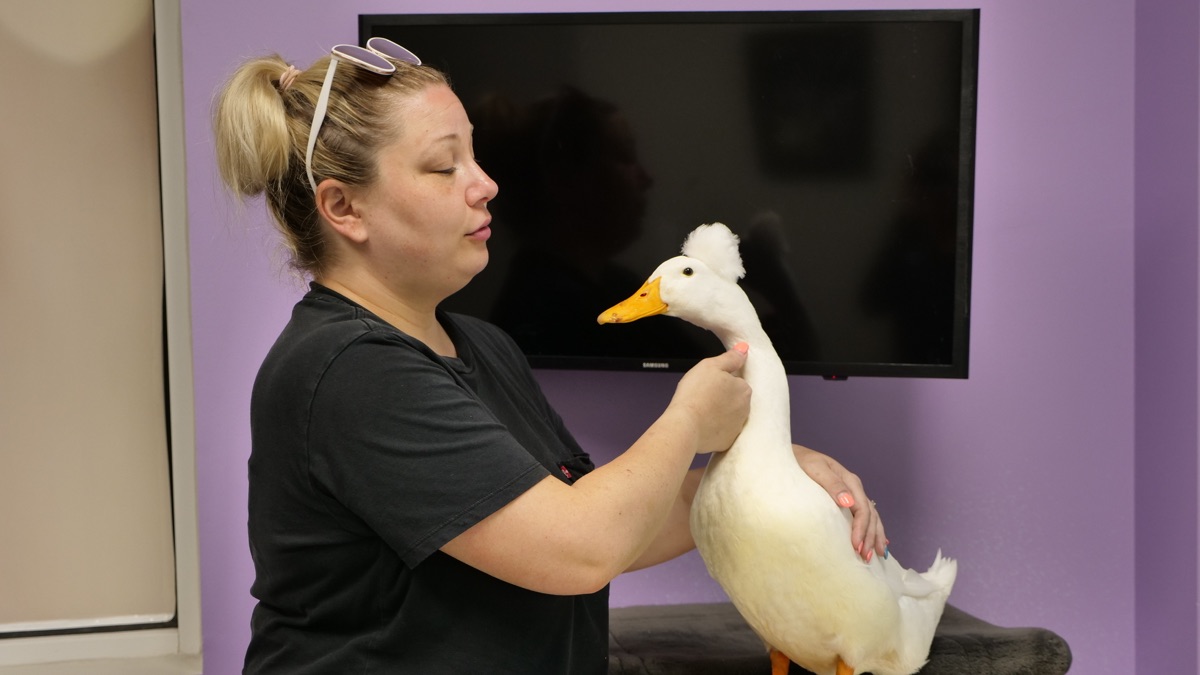 El bulto del pato - Veterinarios de Texas (temporada 5, episodio 7 ...
