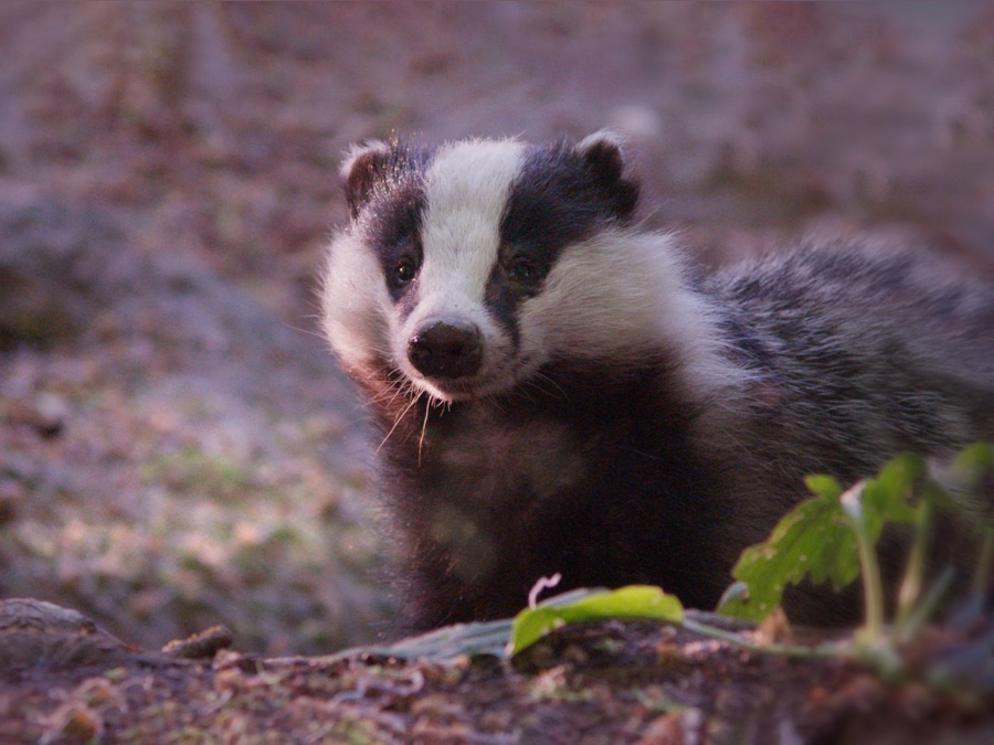 Badgers: Their Secret World - Apple TV (UK)