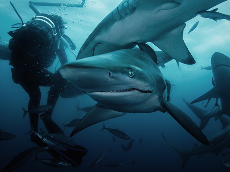 Return to Shark Vortex - Apple TV