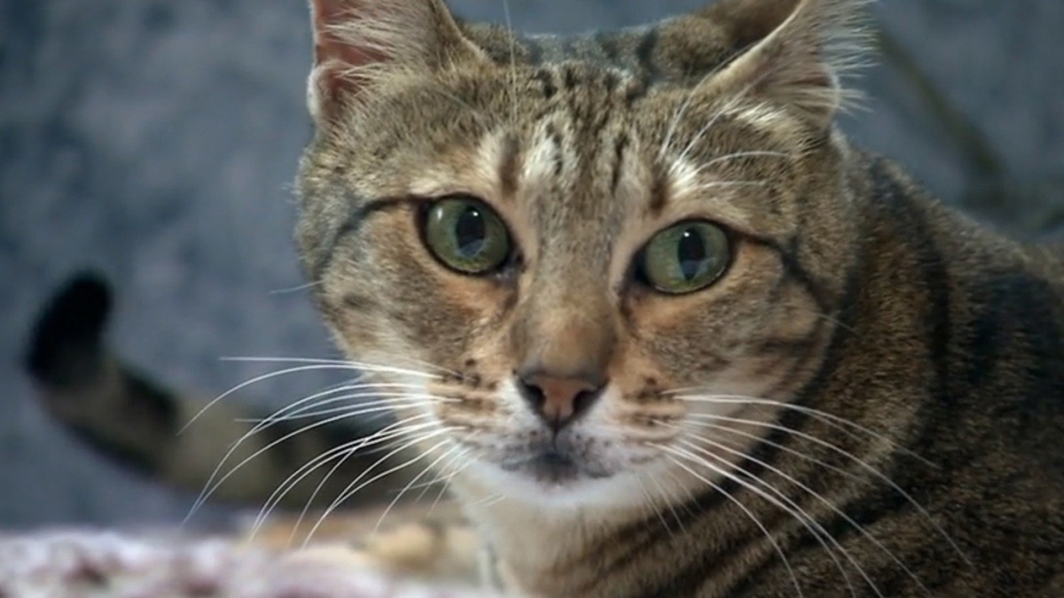Oriental Bicolor, Donskoy, Minskin, Javanese, Sokoe, and Cats of the ...