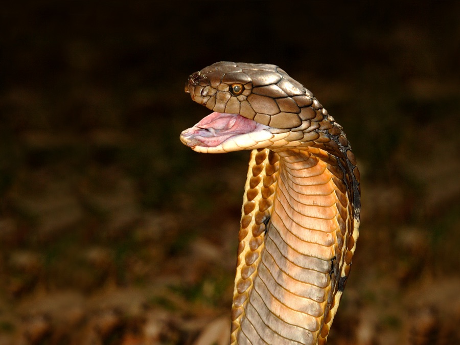 World's Deadliest Snakes - Apple TV (UK)