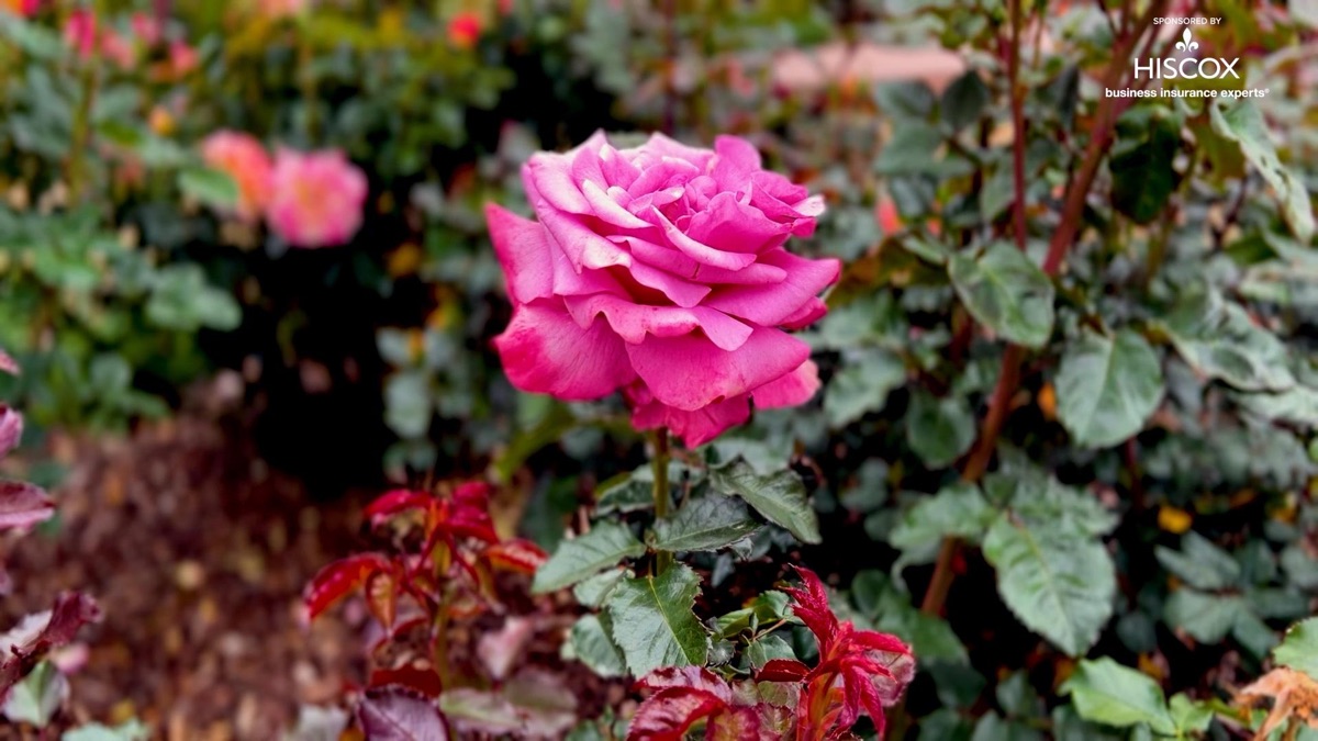 Vast rose garden at Otto & Sons Nursery is a retreat for flowers ...