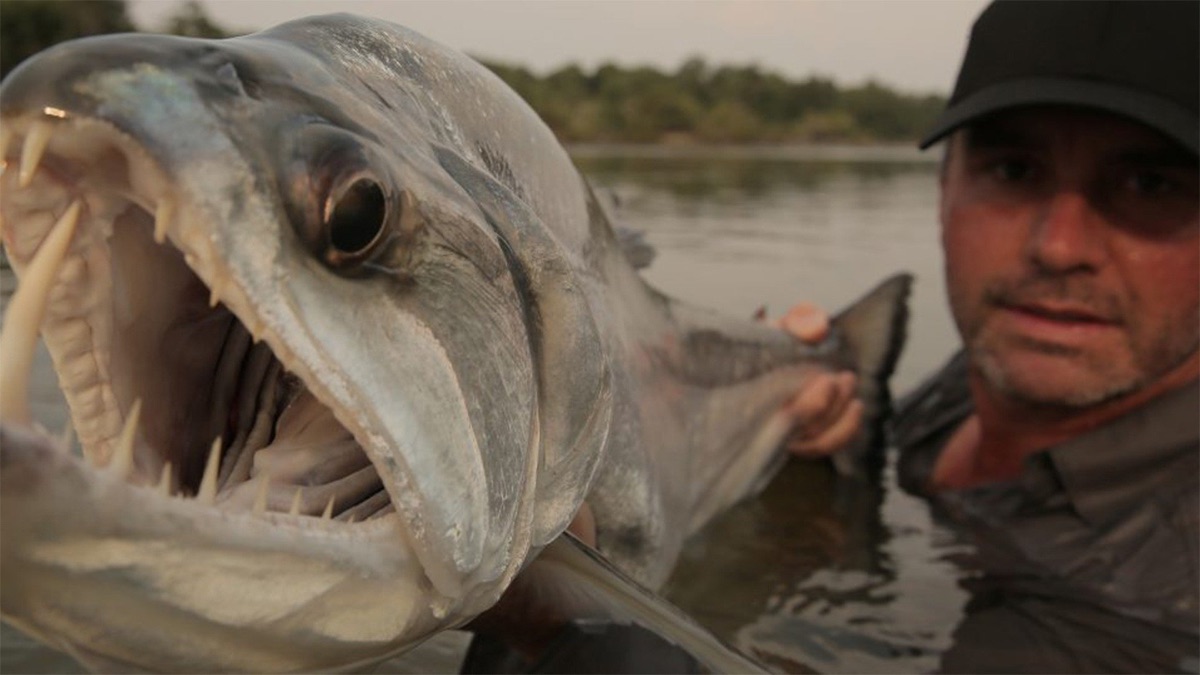 Gefahr aus dem Dschungel - Chasing Monsters - Monsterfische am Haken ...