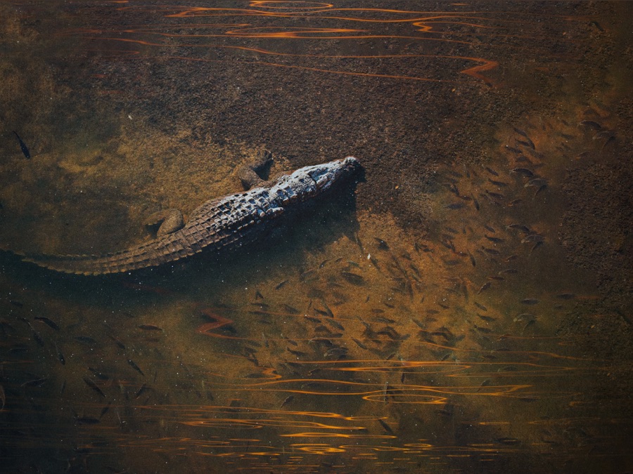 Lost River Predators - Apple TV