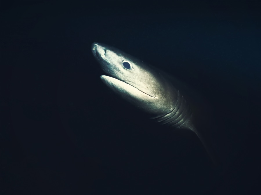 Alien Sharks Greatest Hits - Apple TV (UK)