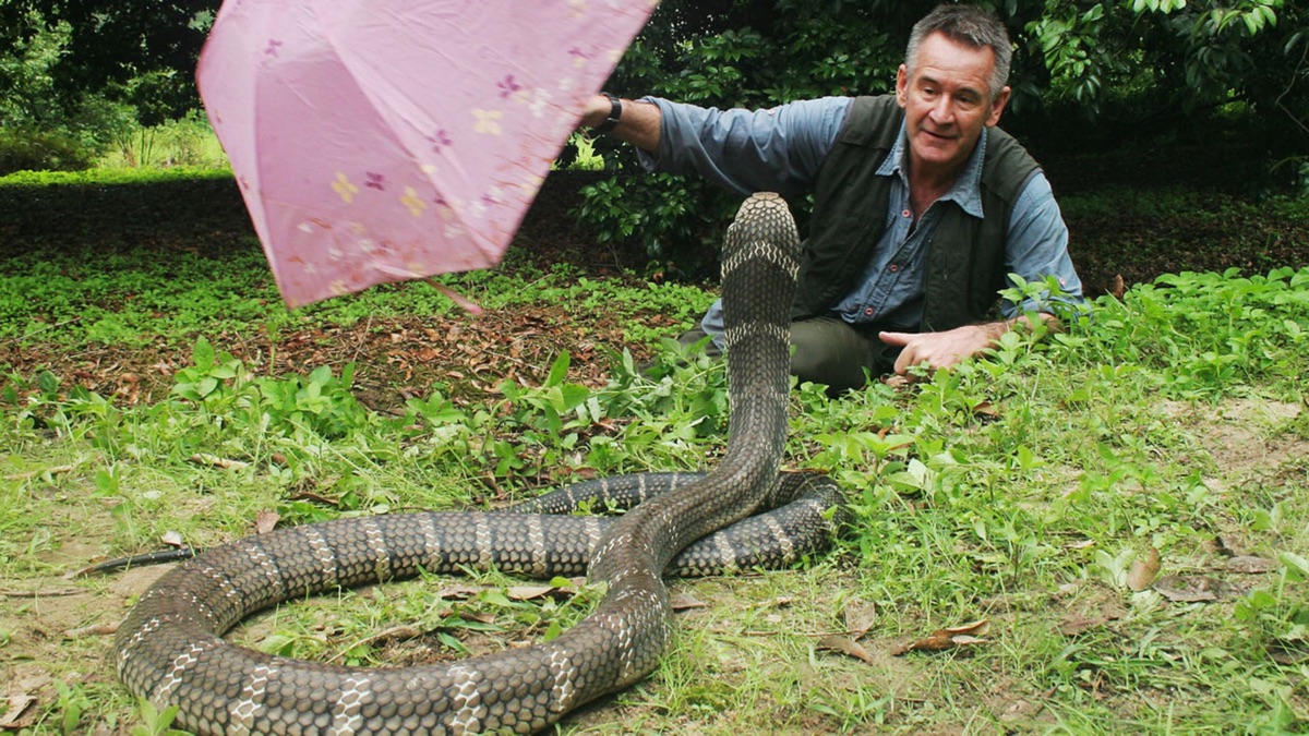China's 10 Deadliest Snakes with Nigel Marvin - China's 10 Deadliest ...