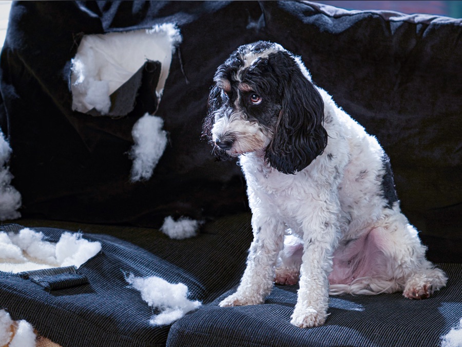 Bad Dog - Apple TV
