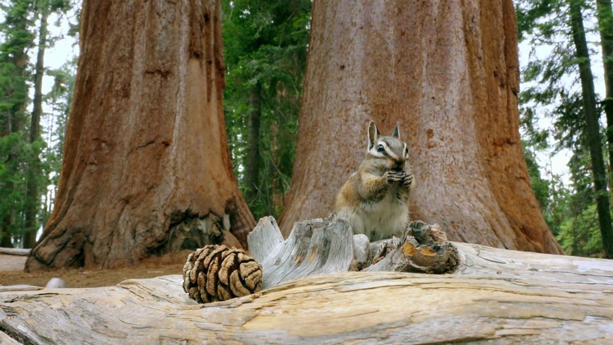 ‎The Forest of Giants: California - Jungle Planet (Series 1, Episode 7 ...