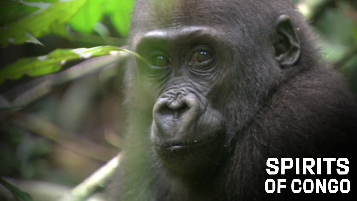 Spiritis of the Congo - Apple TV