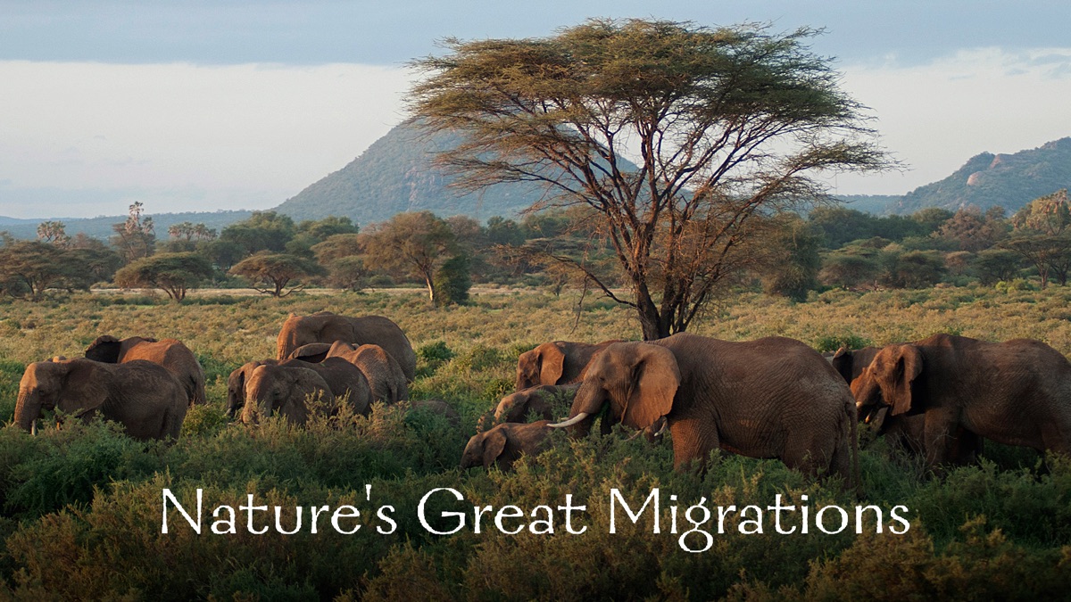 ‎Nature's Epic Journeys - Apple TV