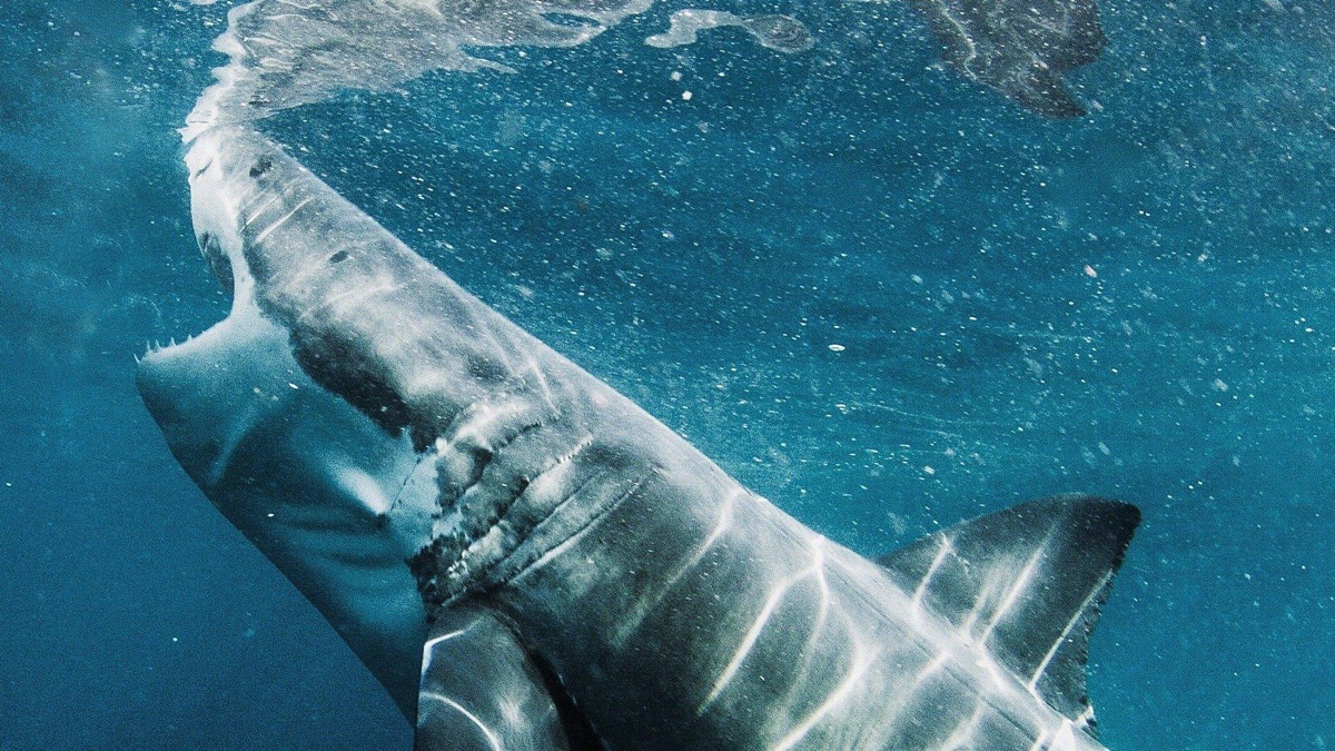 Great Shark Chow Down - Apple TV