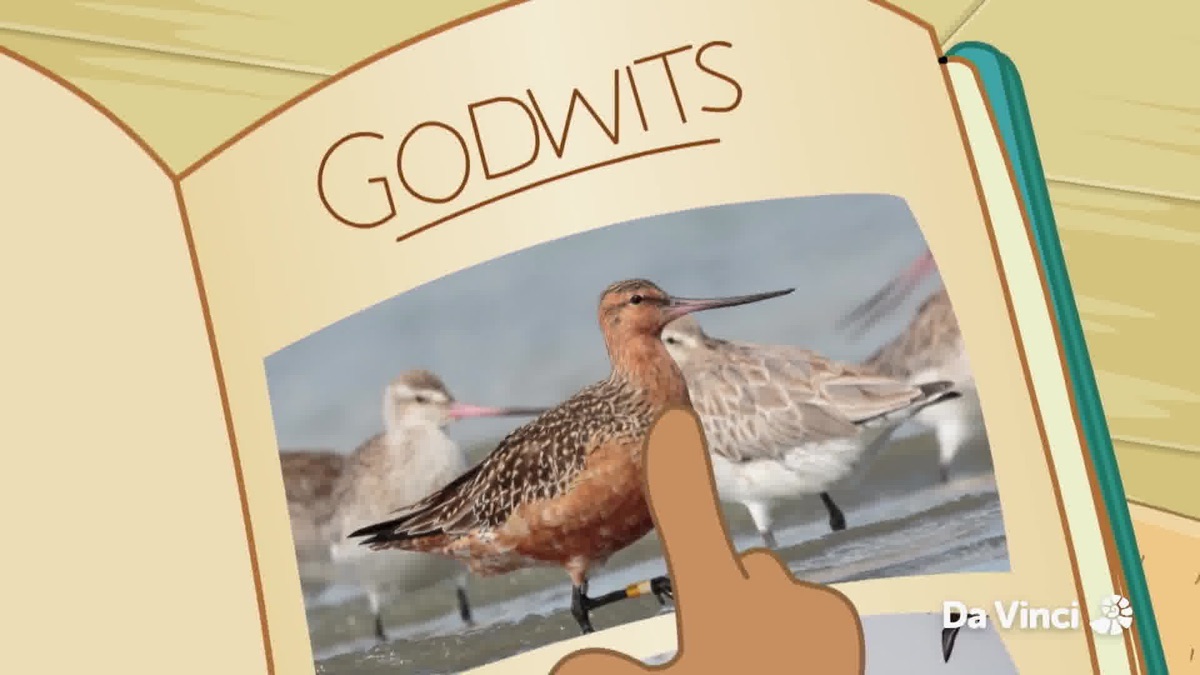 Newts - Feather Mask - Darwin and Newts - Digital Makes (Season 2 ...