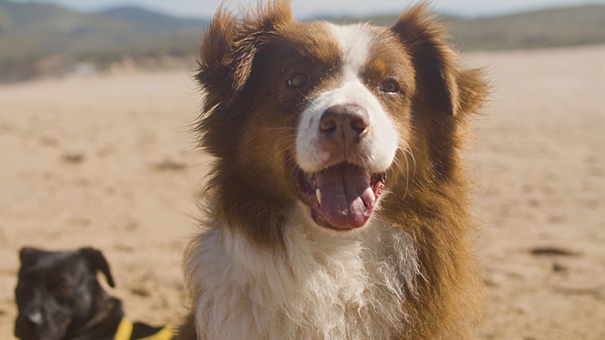 Happier Days For Strays - Apple TV (UK)