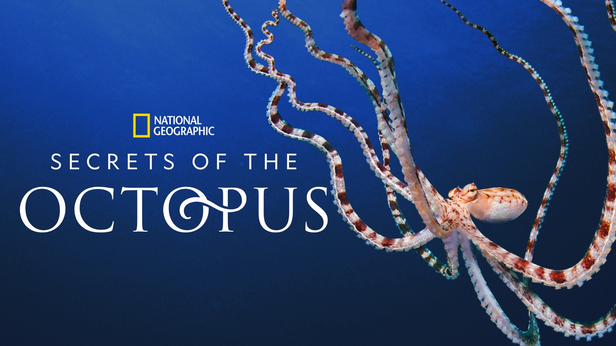 ‎Secrets of the Octopus - Apple TV