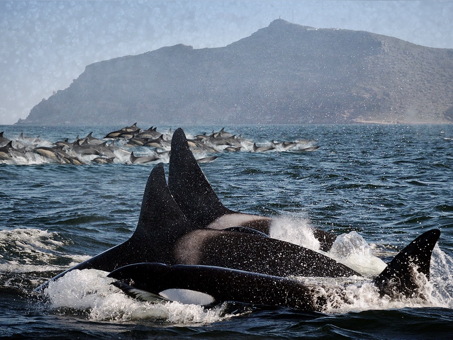 Killer Whales: The Mega Hunt - Apple TV