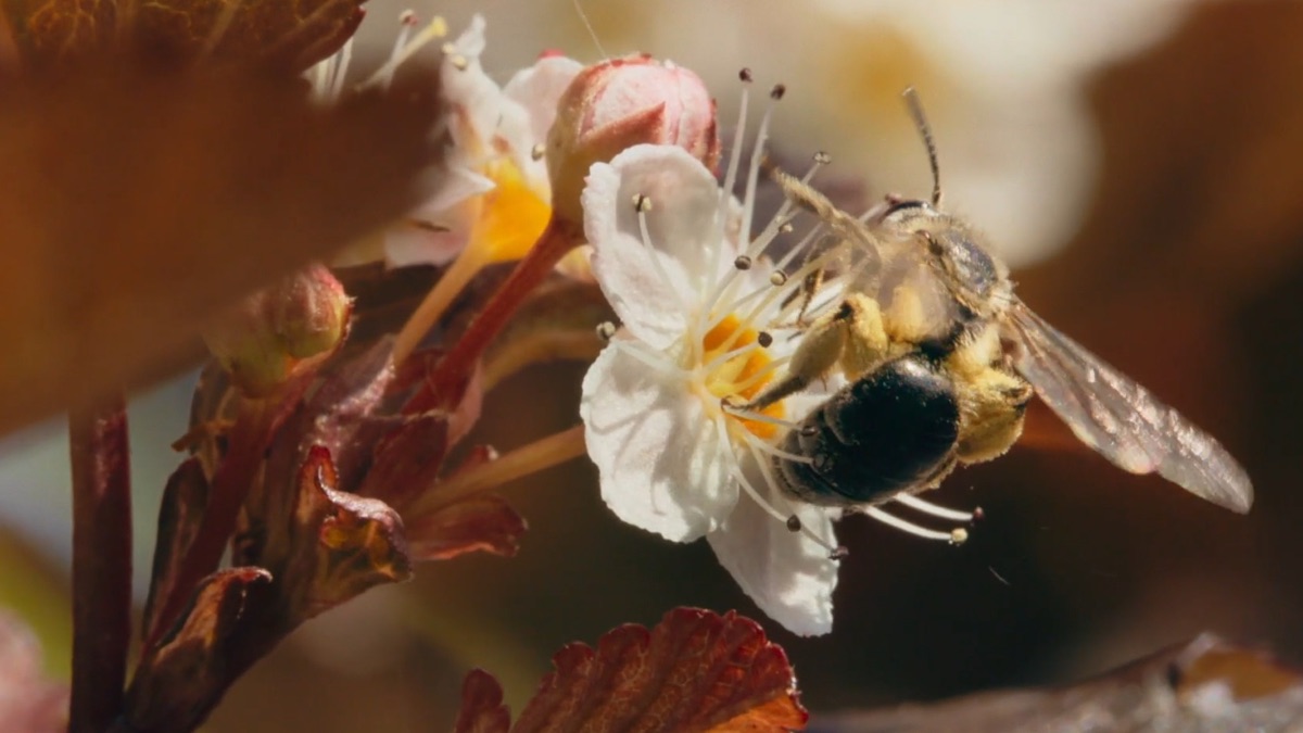 ‎The Honey Trap – Human Footprint (Season 2, Episode 4) - Apple TV (CA)