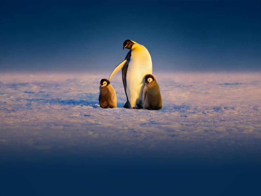 Secrets of the Penguins - Apple TV (UK)
