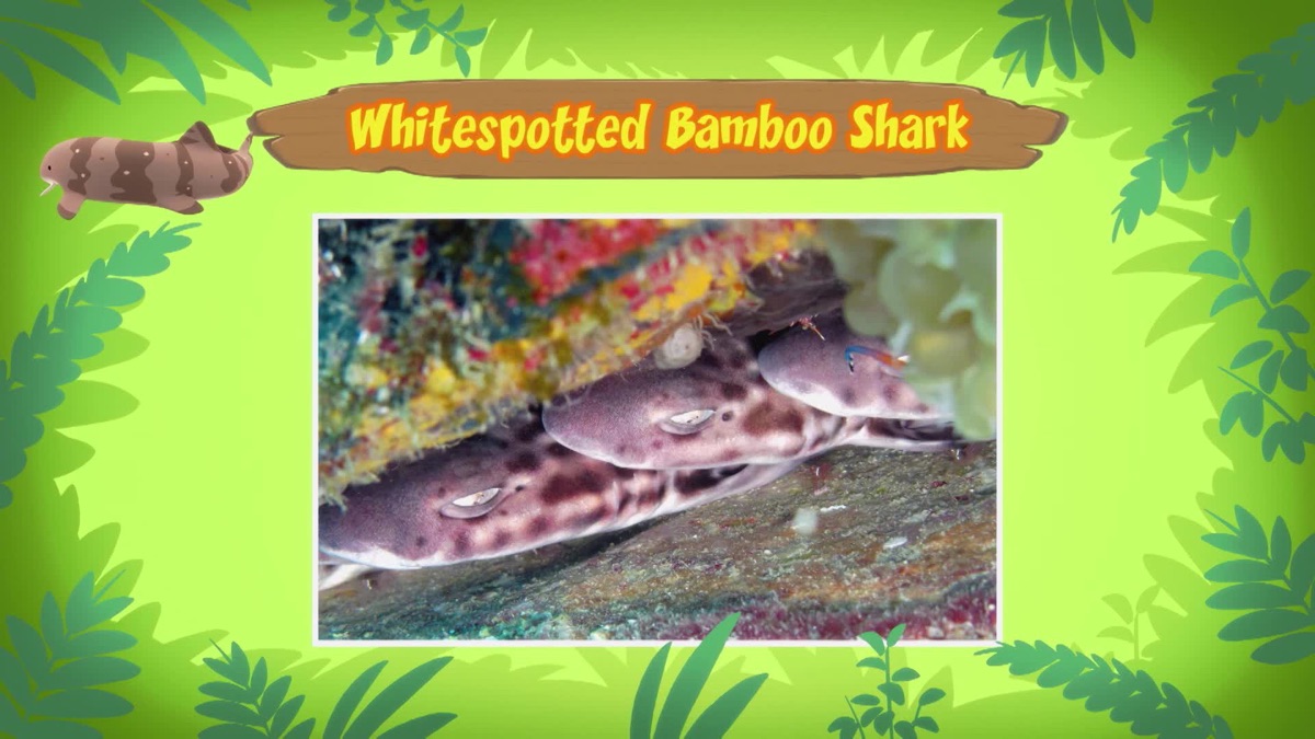 Whitespotted Bamboo Shark