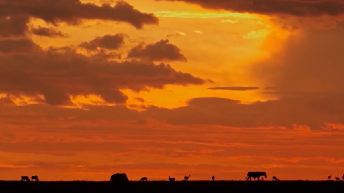 ‎3,000 Nights With Lions - Life Among Lions (Series 1, Episode 3 ...