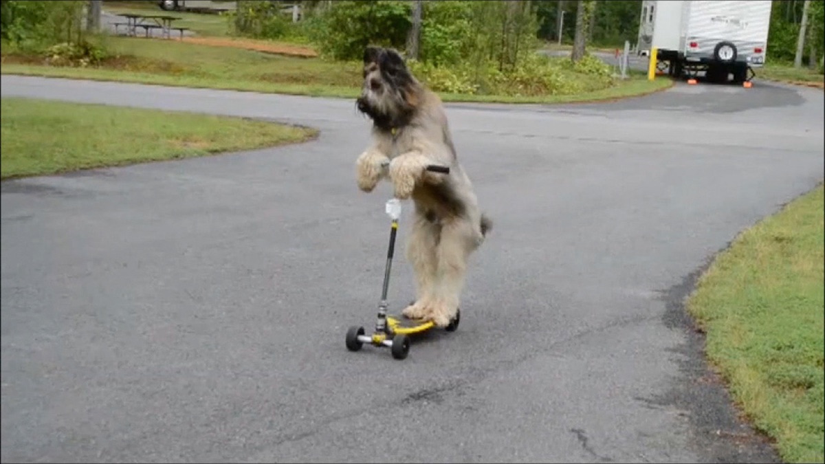 AFV's Grand Prize Spectacular – America's Funniest Home Videos (Season ...