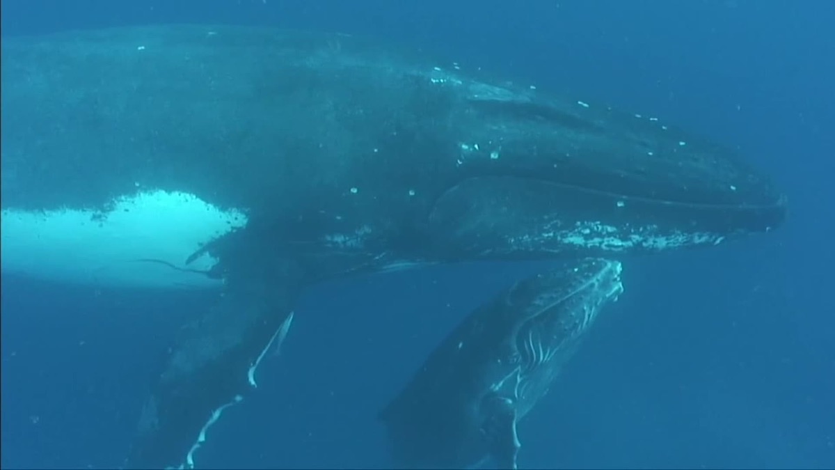 In the Feeding Grounds of the Humpback Whales - Apple TV (CA)