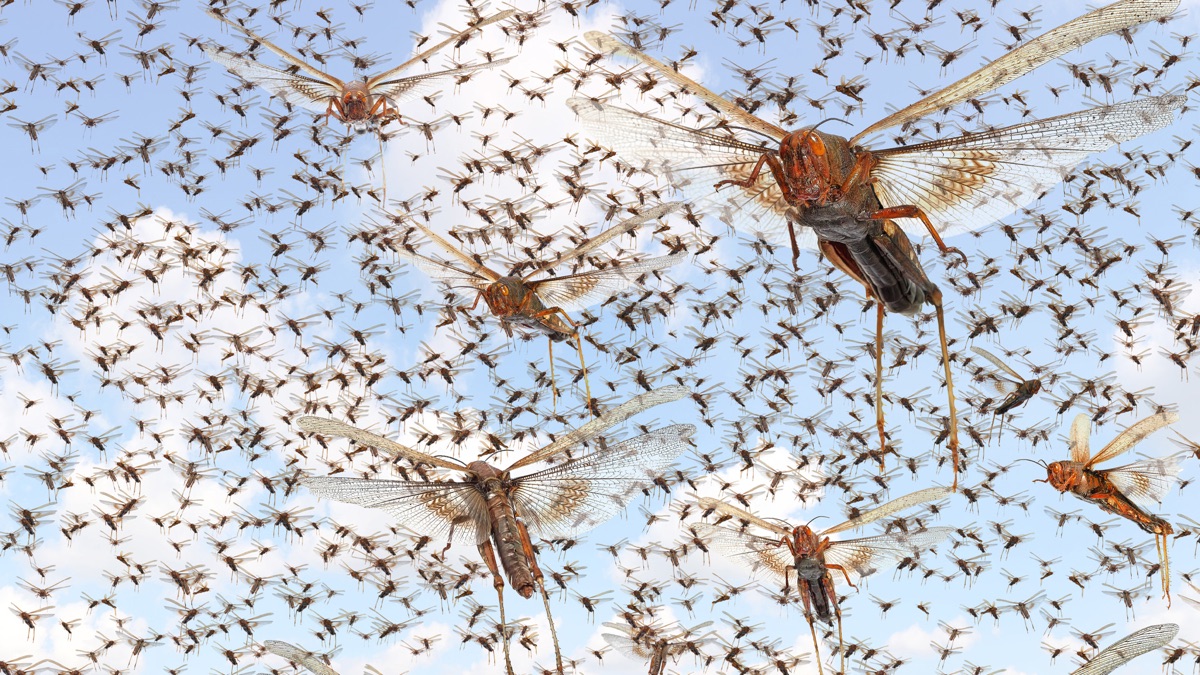Locusts - I Contain Multitudes: Microbe Minute (Season 1, Episode 9 ...