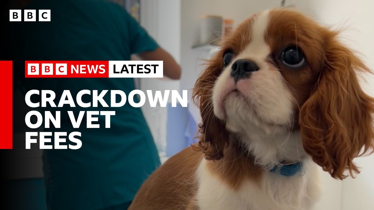‎Calls for Greater Transparency in Vet Pricing - Apple TV