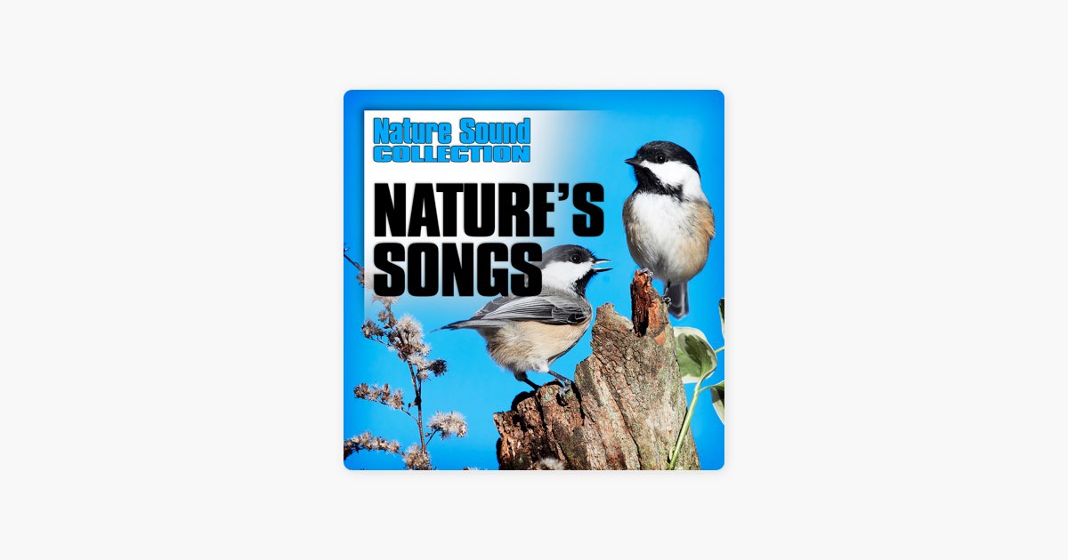 ‎Nighthawk Squawk - Song by Nature Sound Collection - Apple Music