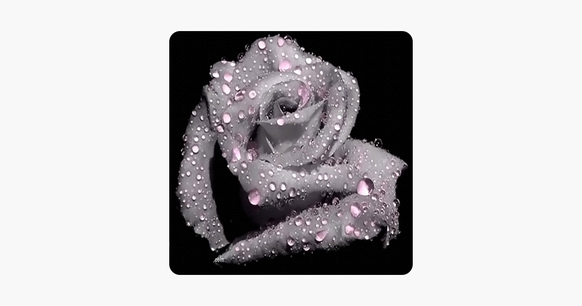 ‎Amelia Rose on Apple Books