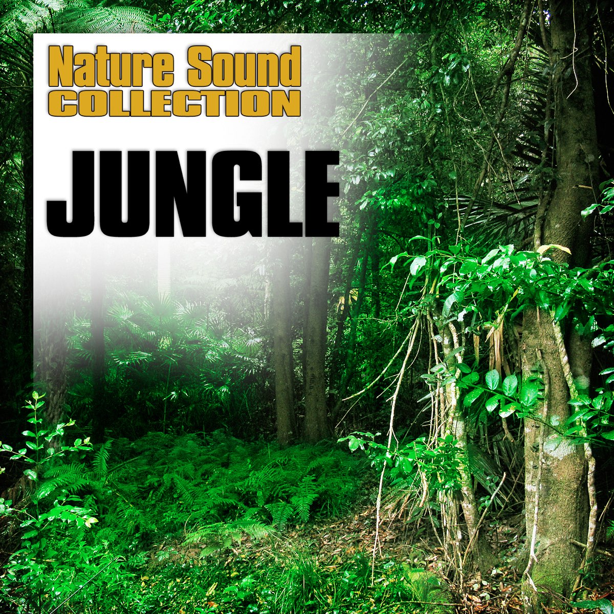 ‎Jungle (Nature Sounds) by Nature Sound Collection on Apple Music