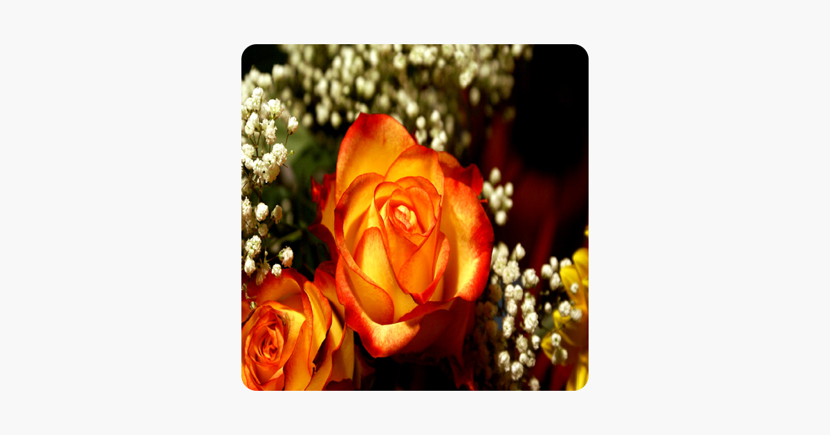 ‎Amelia Rose on Apple Books