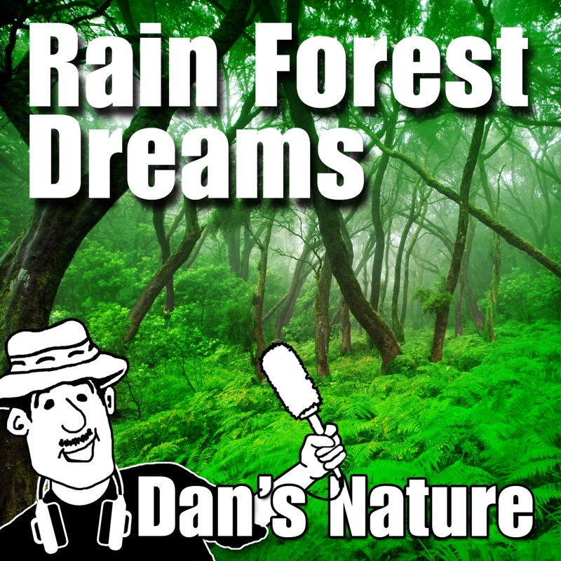 Quiet Moment - Serene Rainforest Environment - Dan's Nature: Song ...