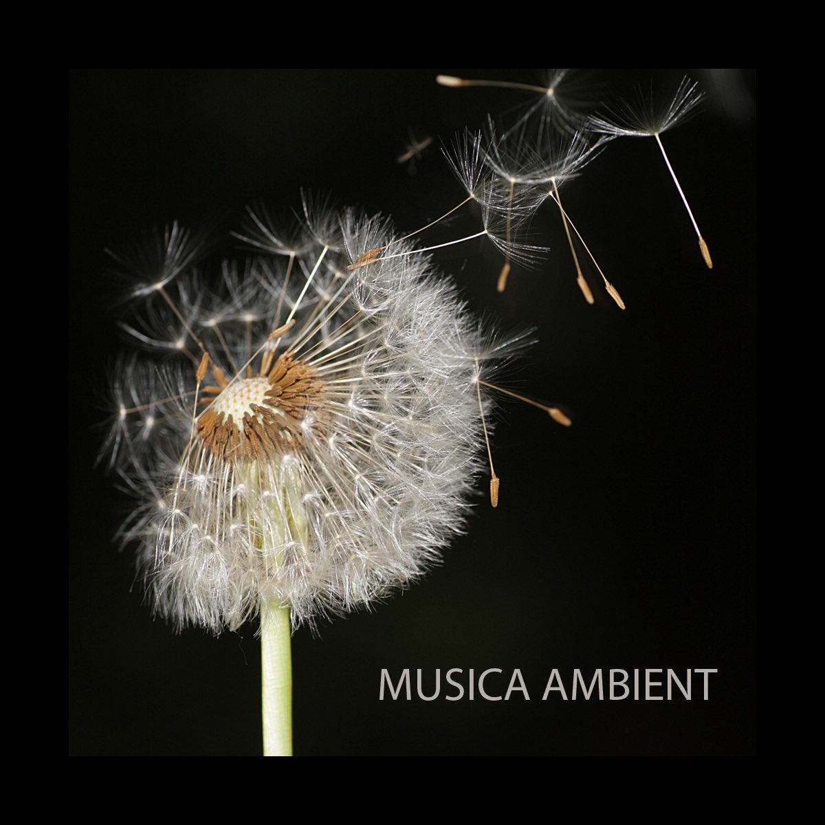‎Musica Ambient — álbum de Musica Ambient Orchestra — Apple Music