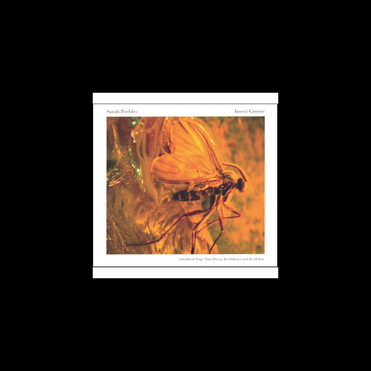‎Insect Groove by Sarah Peebles on Apple Music