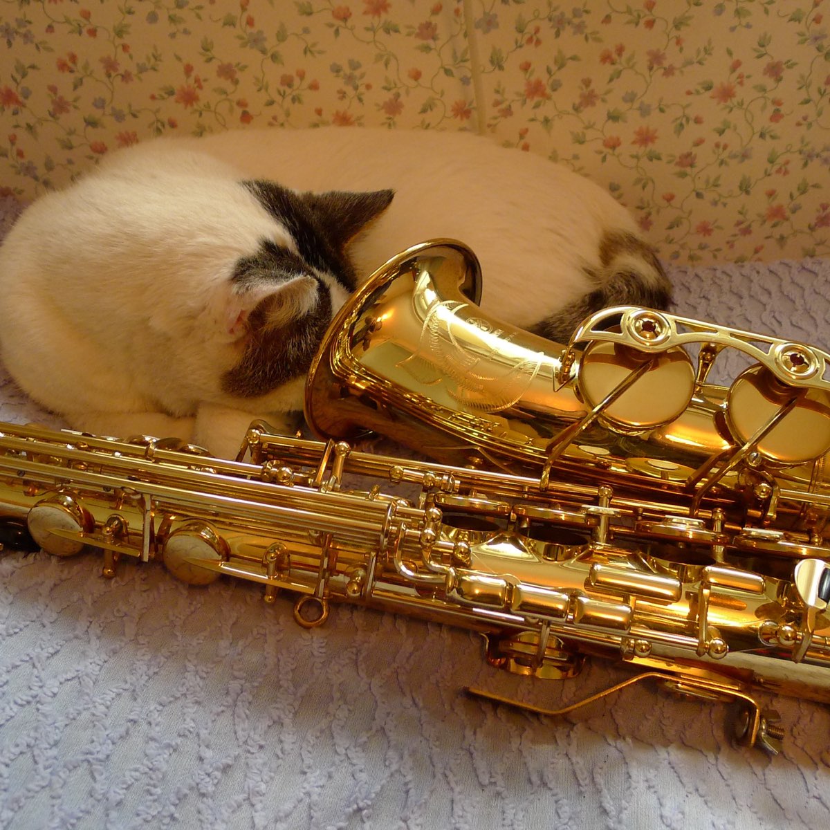 ‎Escavadeira - Single - Roger Tempestのアルバム - Apple Music