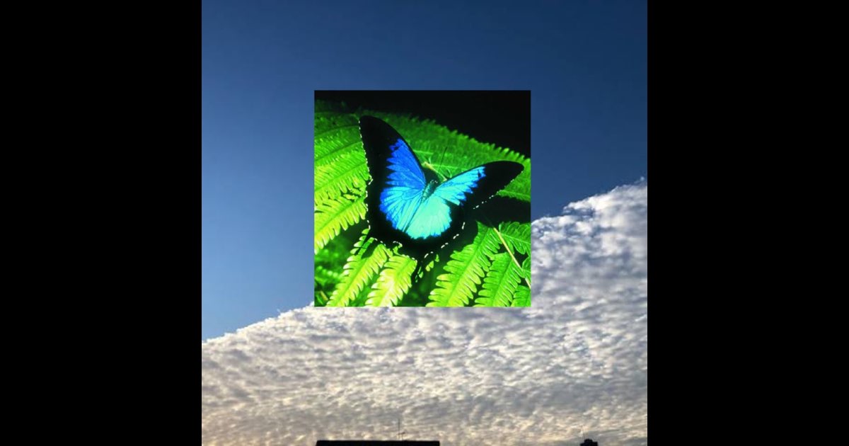 ‎Fly like a Butterfly - Single - WataruHashimotoのアルバム - Apple Music