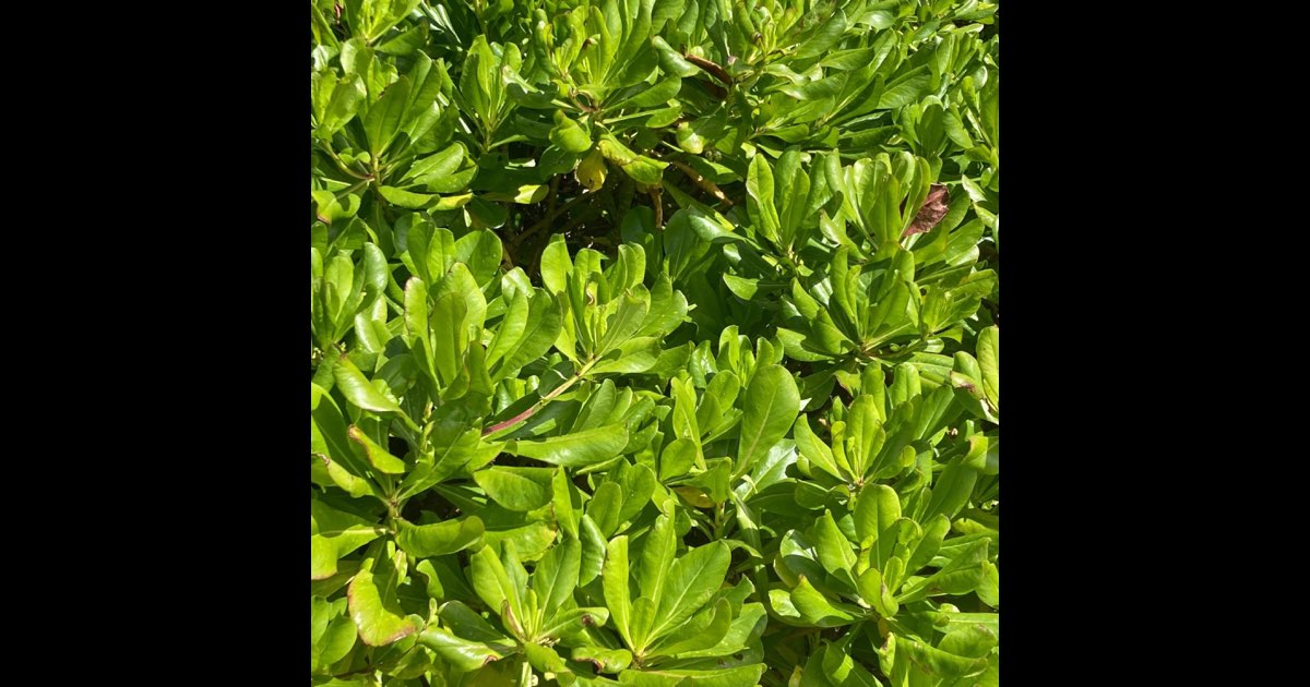 ‎Days Keep Coming - Wanedのアルバム - Apple Music