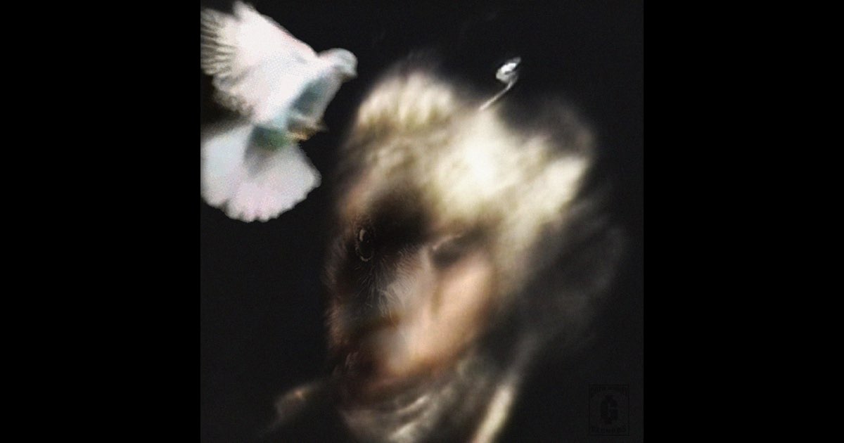 ‎City of Crows - Album by Sickboyrari - Apple Music