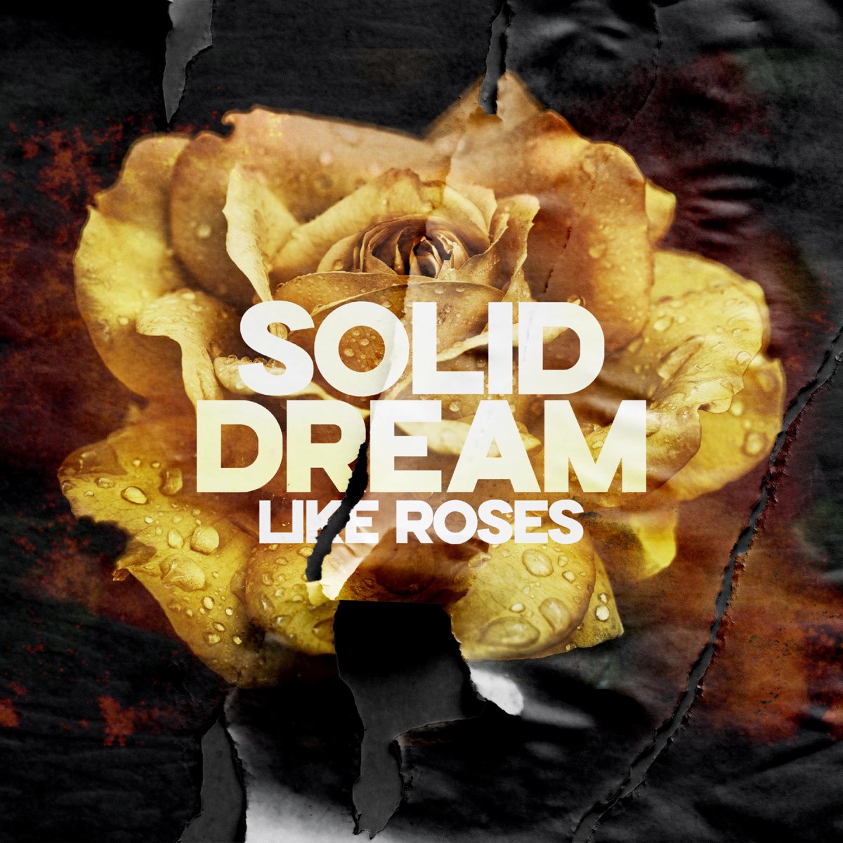 ‎Like Roses - Album by Solid Dream - Apple Music